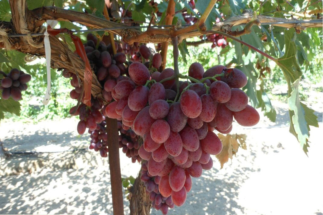 UVAS RED GLOBE - Grupo Dispersa